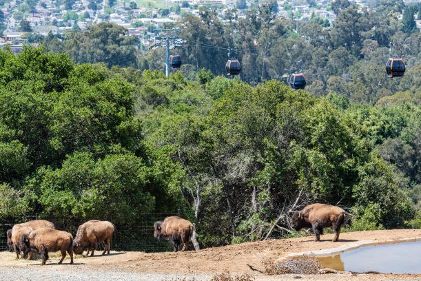 5 Fascinating Facts about the Oakland Zoo Gondola
