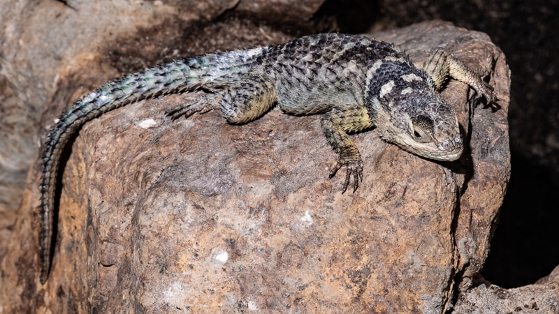 Oakland Zoo | Blue Spiny Lizard