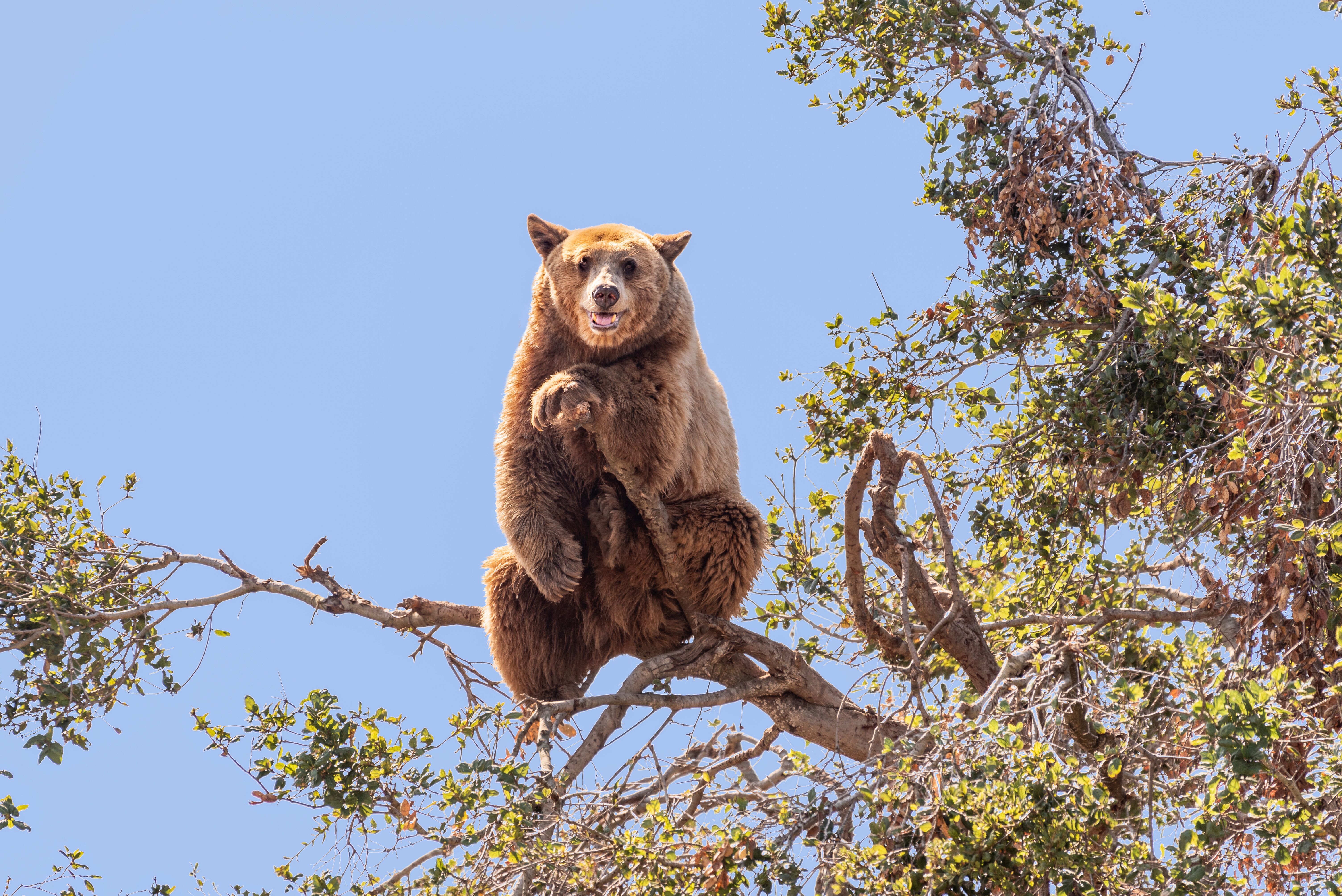 Helping Black Bears in our Backyard