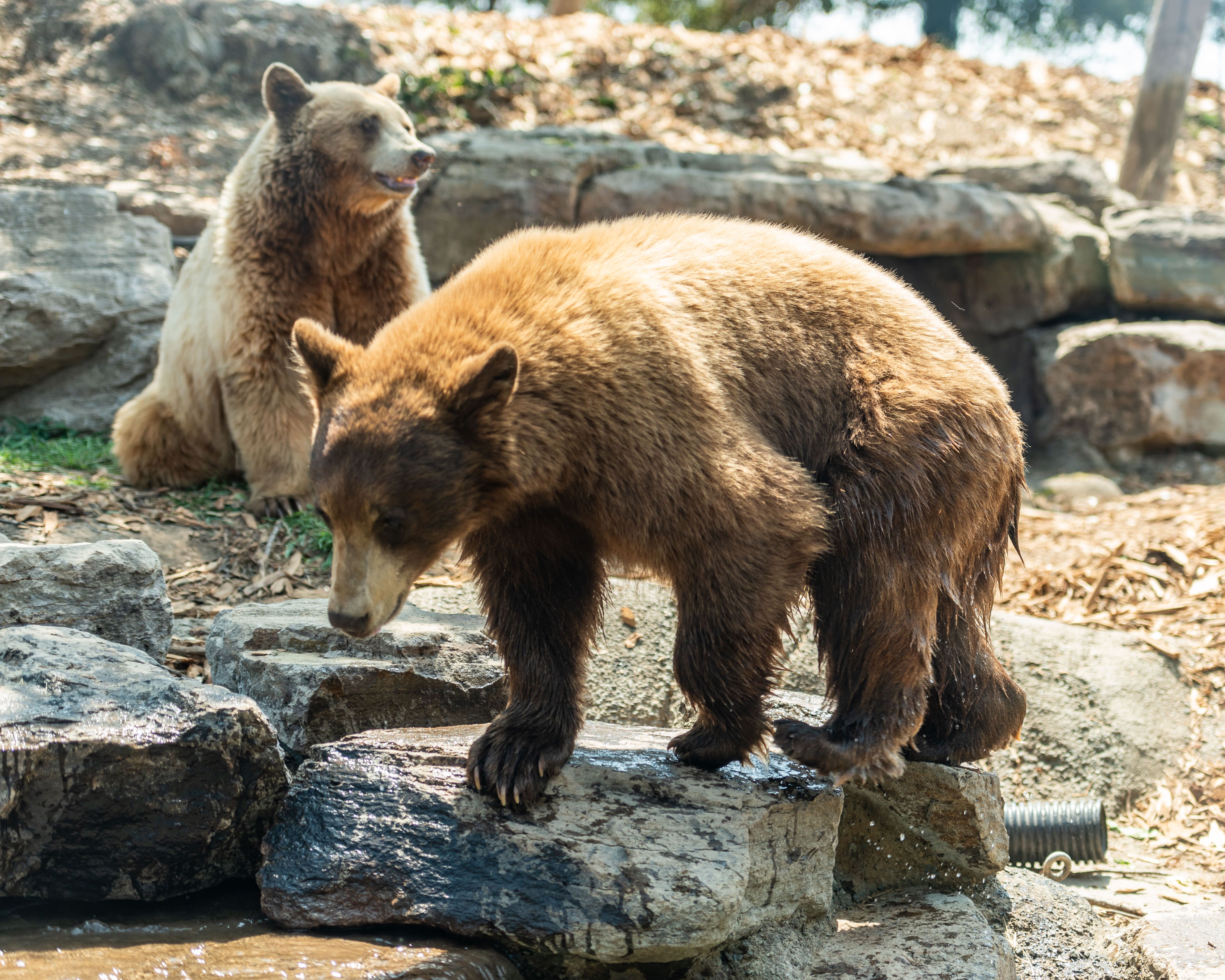 Helping Black Bears in our Backyard