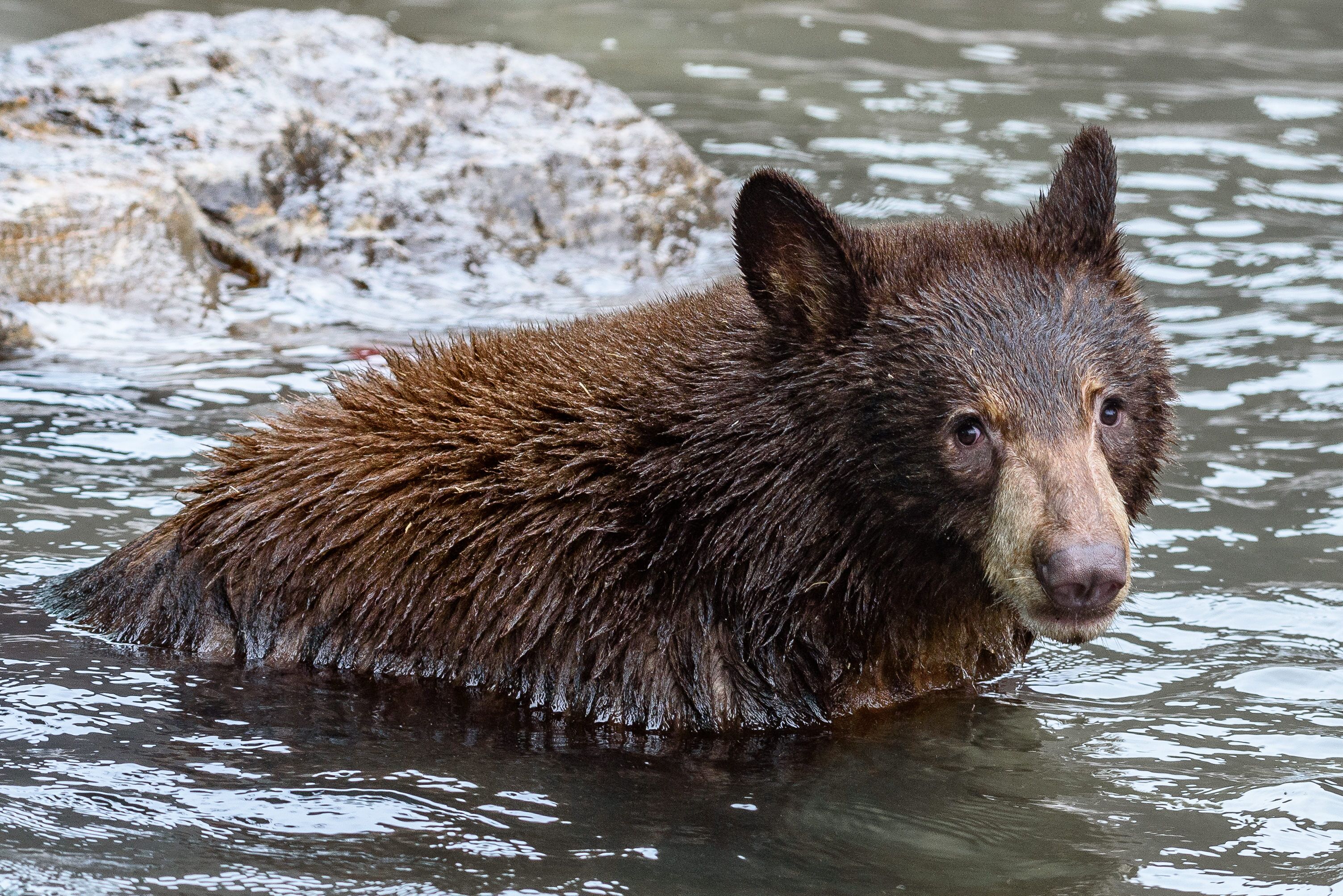Helping Black Bears in our Backyard
