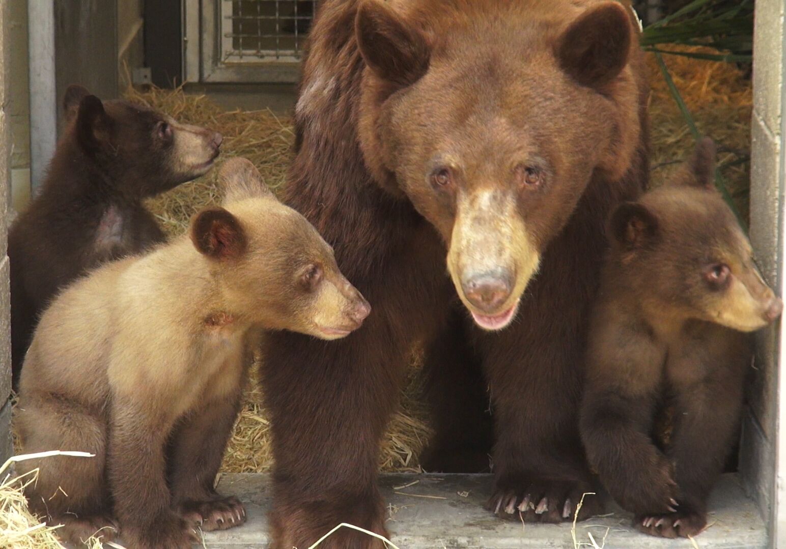 Helping Black Bears in our Backyard