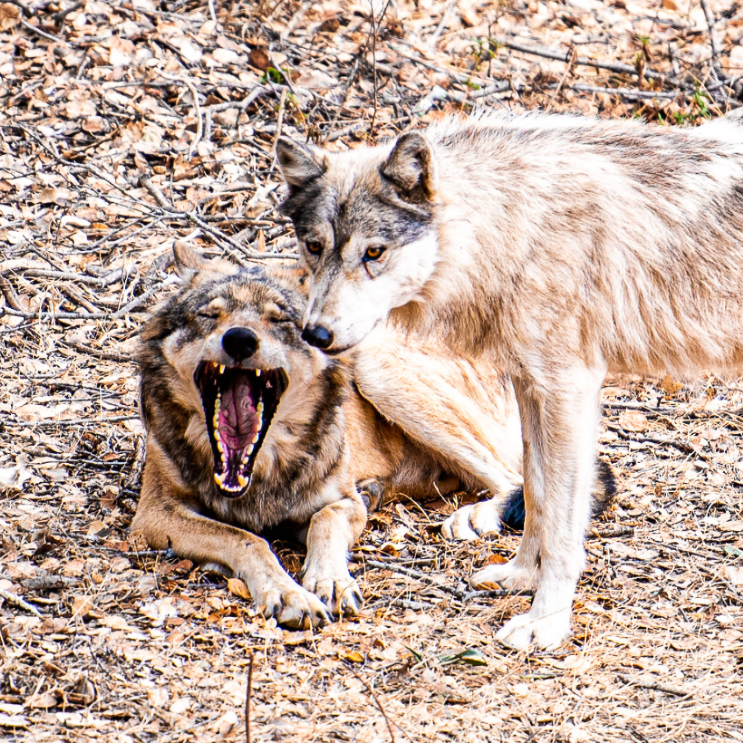 An Official Wolf Pack: Hopeful Breeding Pair Successfully Delivers Four ...