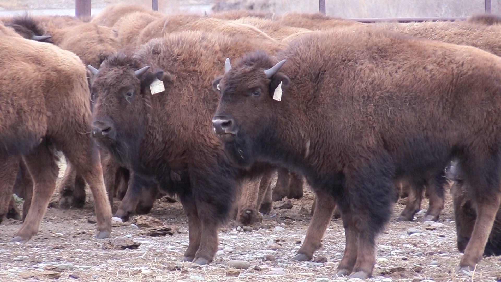 Home Again & Free-Ranging: Oakland Zoo’s American Bison Return to ...