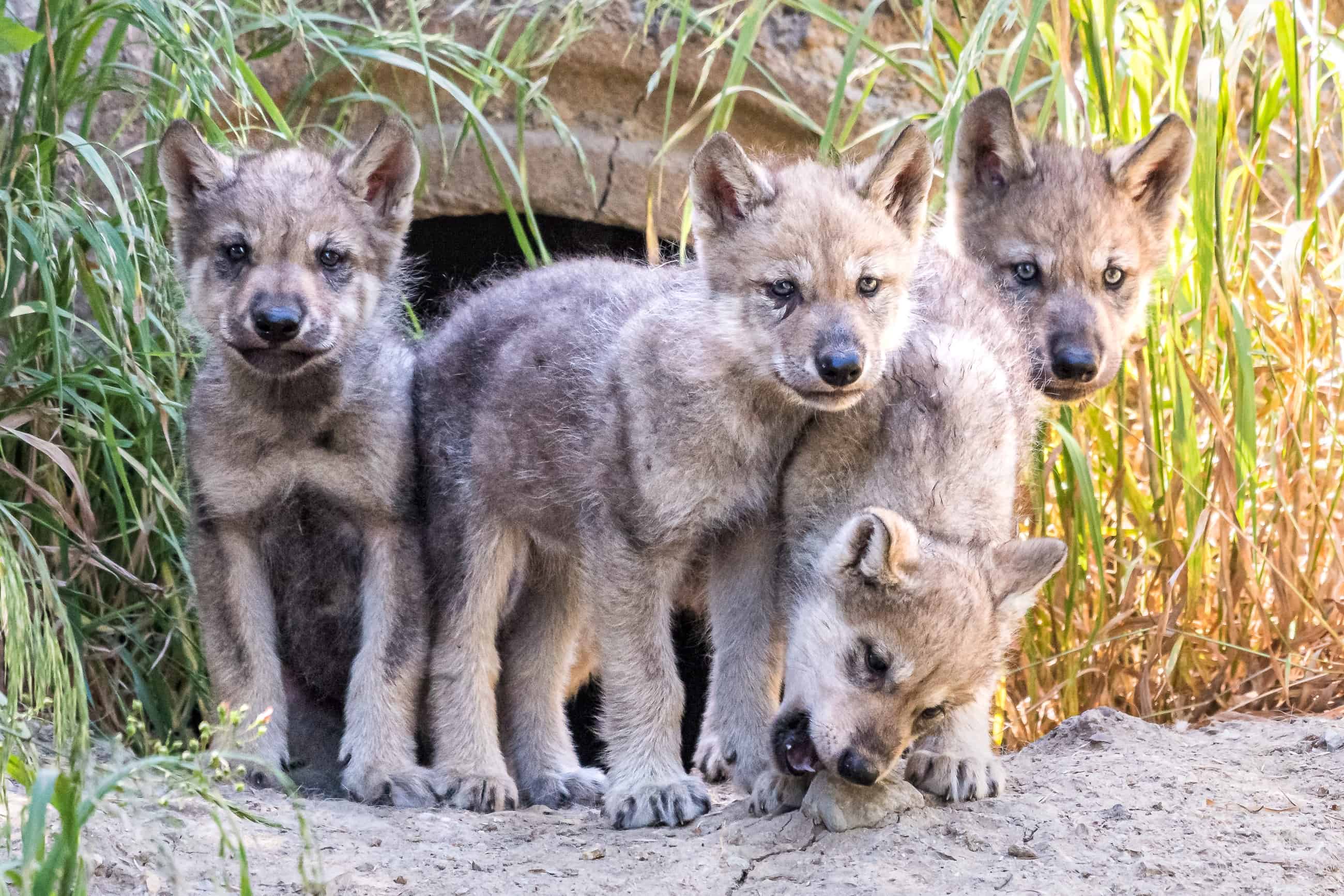 Oakland Zoo | Gray Wolf