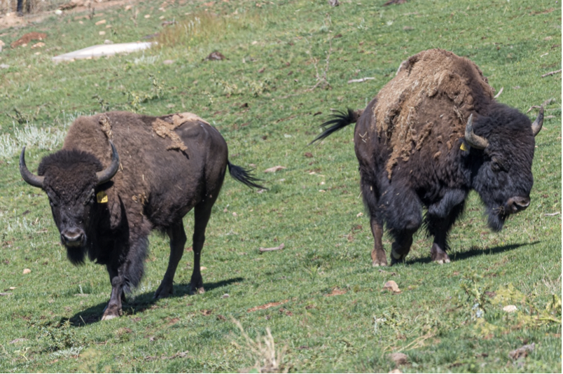 Male American Bison with Unique Genetics Join Oakland Zoo’s Pablo ...