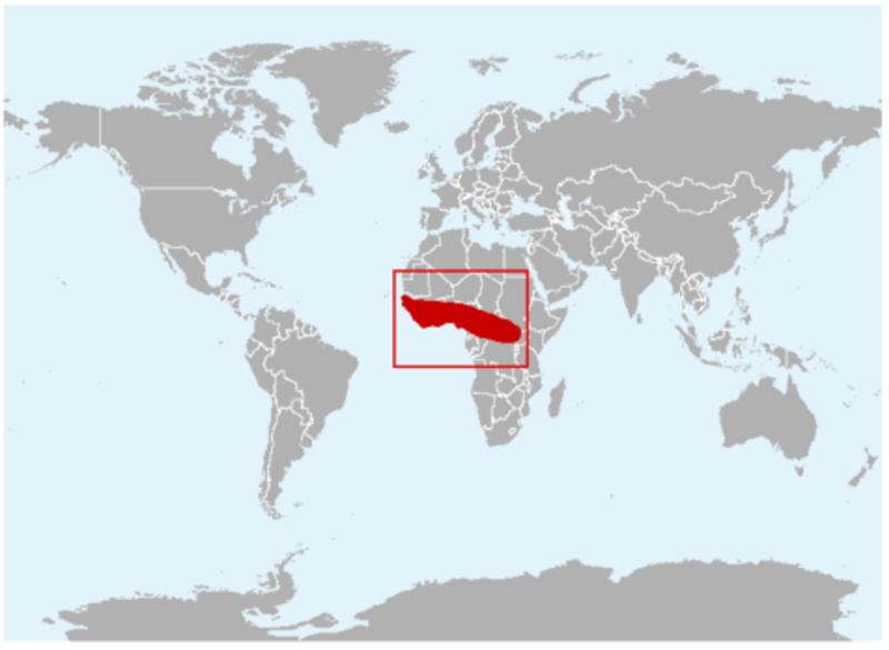 Oakland Zoo | Ball (Royal) Python