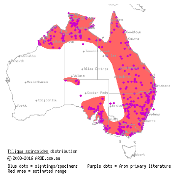 Oakland Zoo | Blue Tongue Skink