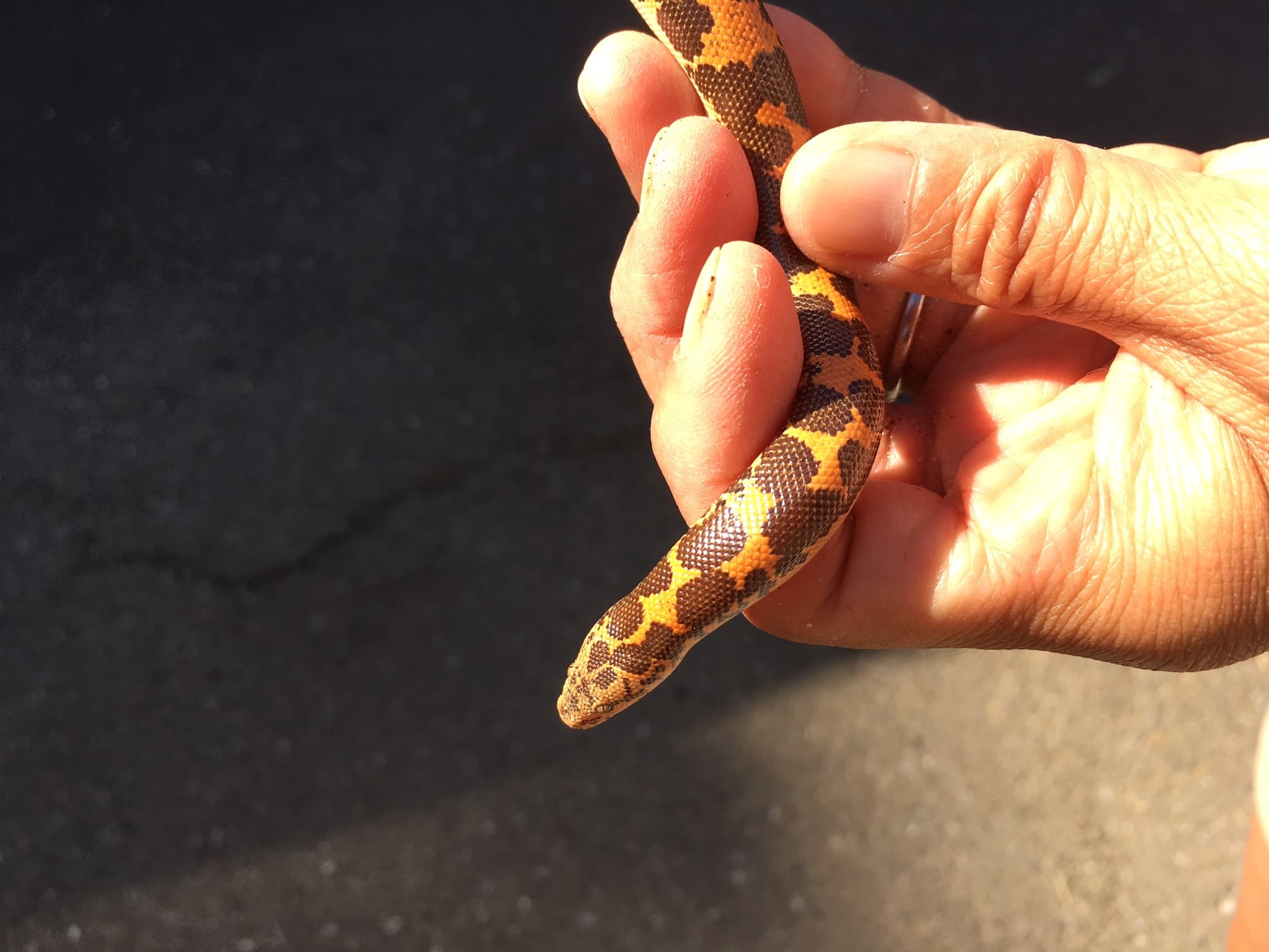Oakland Zoo | Kenyan Sand Boa