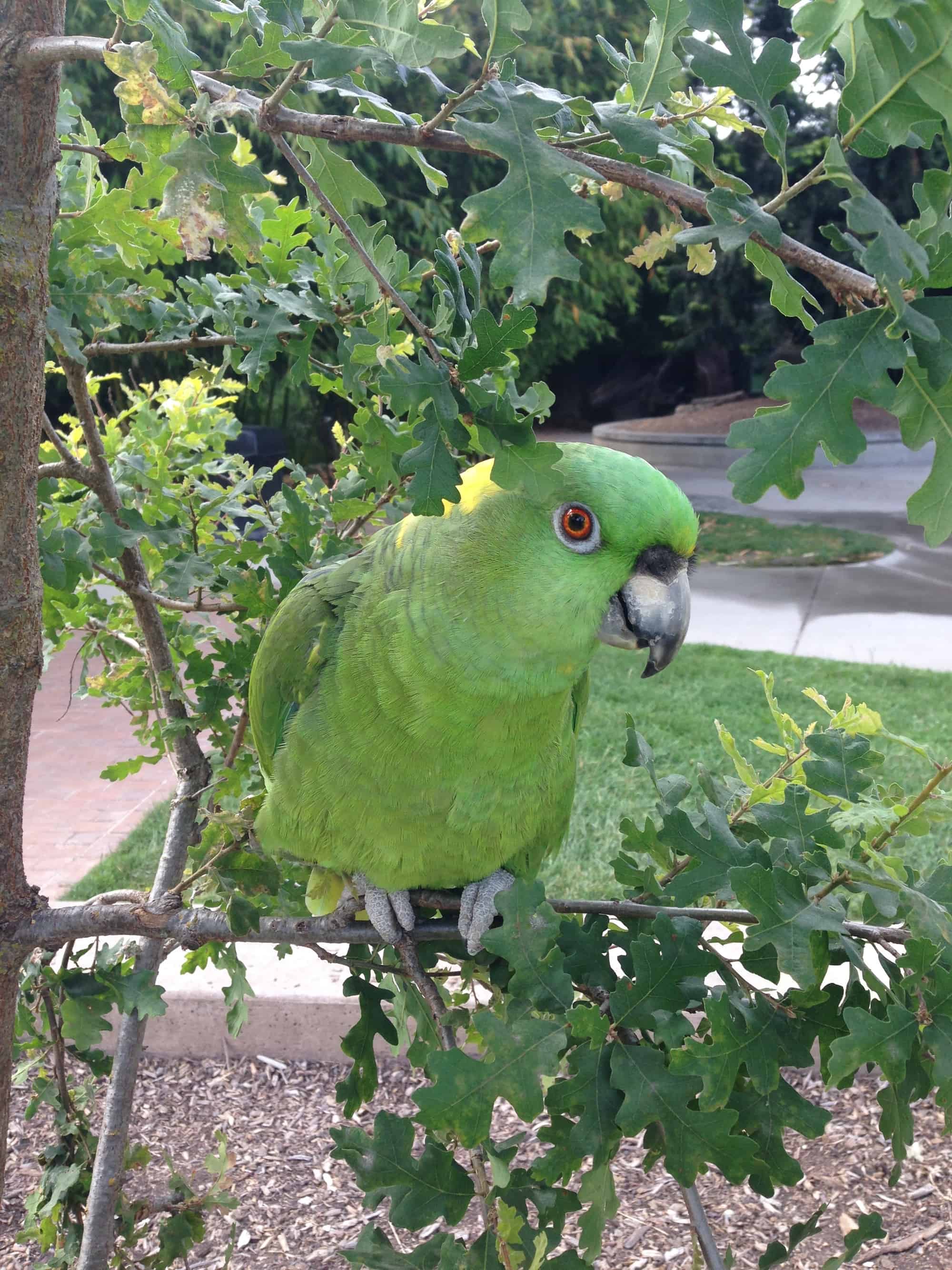 Oakland Zoo | Yellow-Naped Amazon Parrot