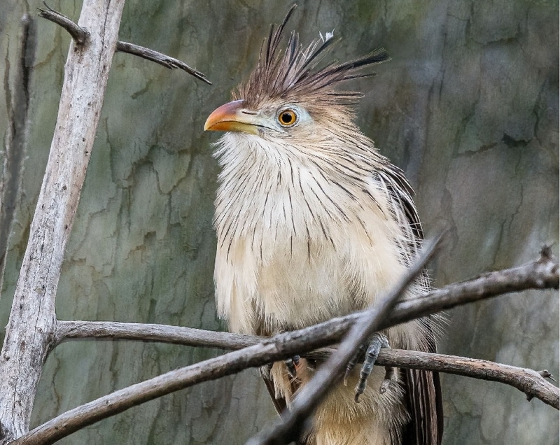 Oakland Zoo | Guira Cuckoo