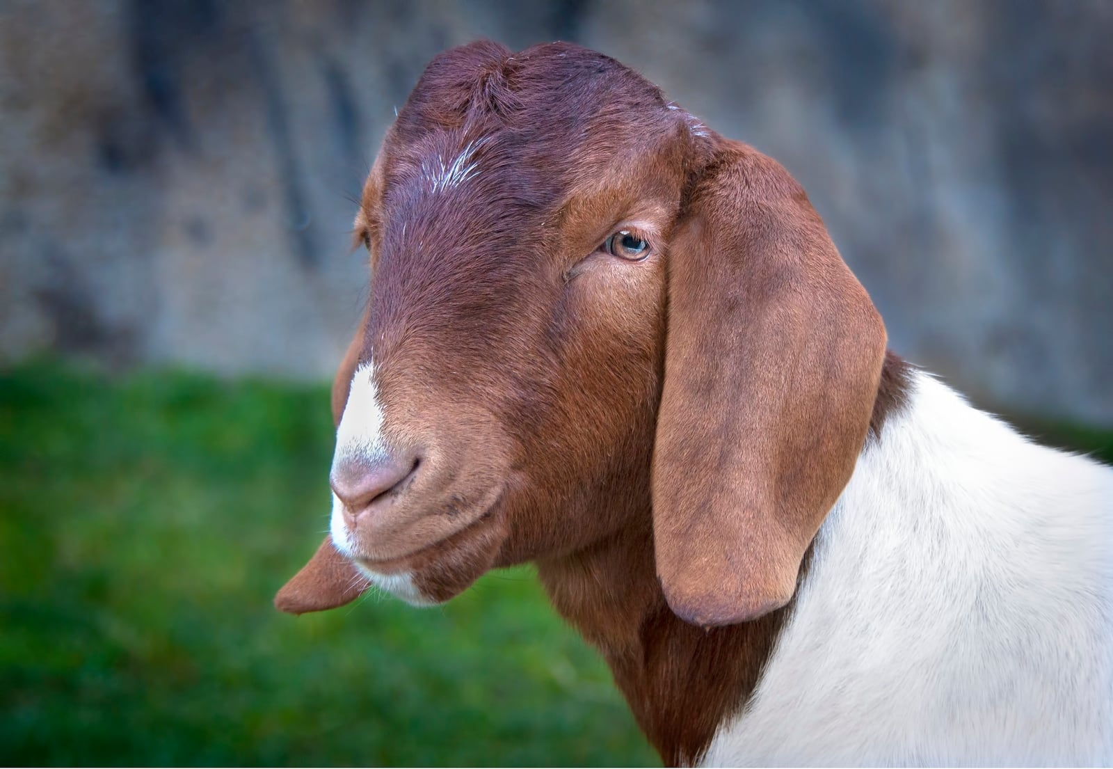 Oakland Zoo | Domestic Goat