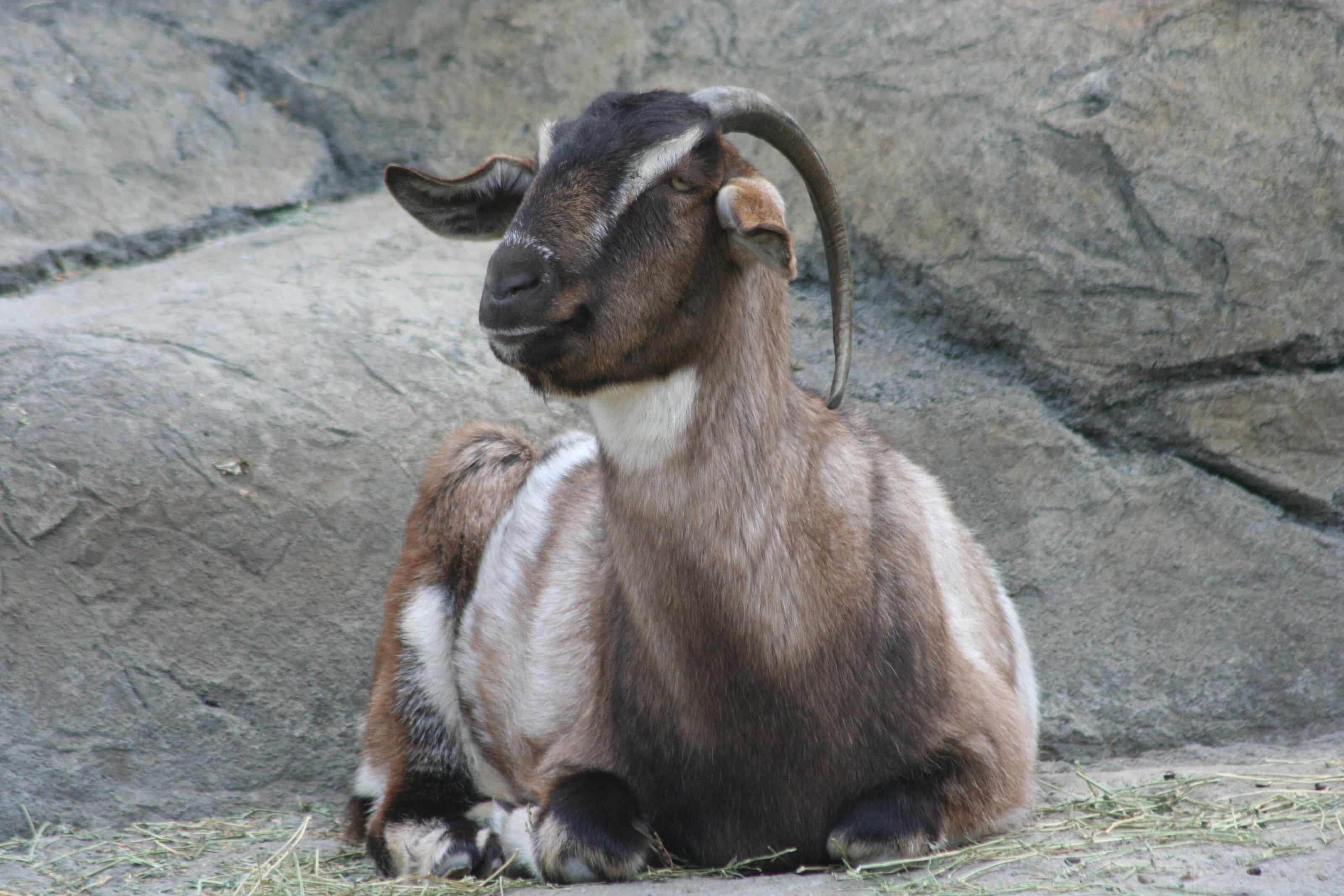 Oakland Zoo | Domestic Goat