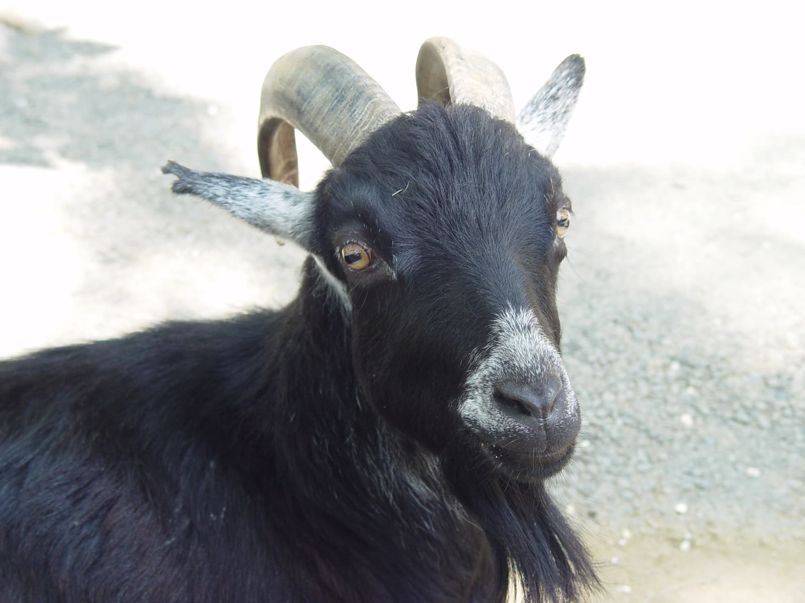Oakland Zoo | Domestic Goat