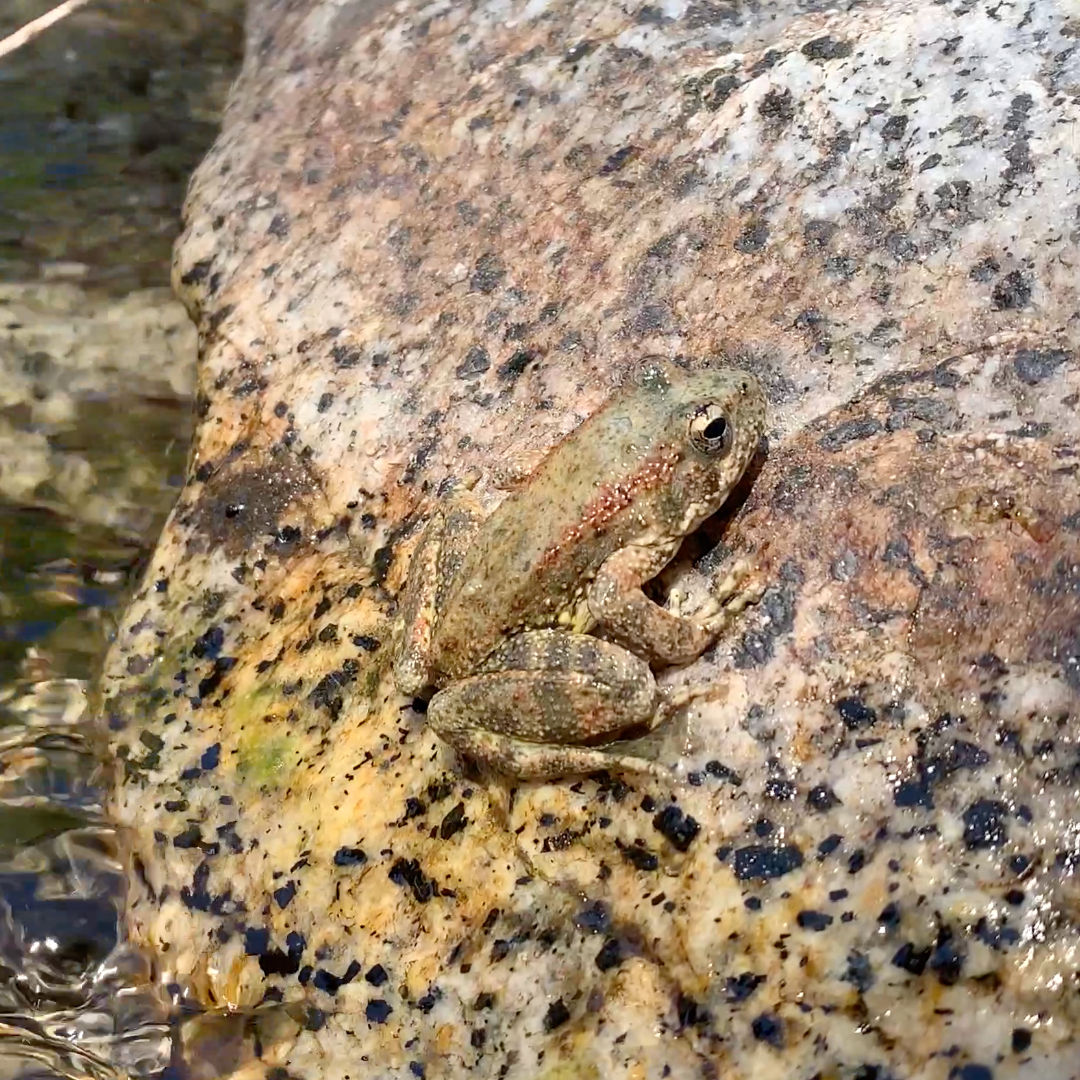 A Hop In The Right Direction: Oakland Zoo’s Conservation Collaboration ...