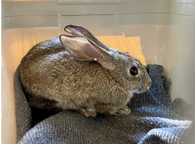 Oakland Zoo Joins Effort To Rescue Dwindling Wild Rabbit Species ...