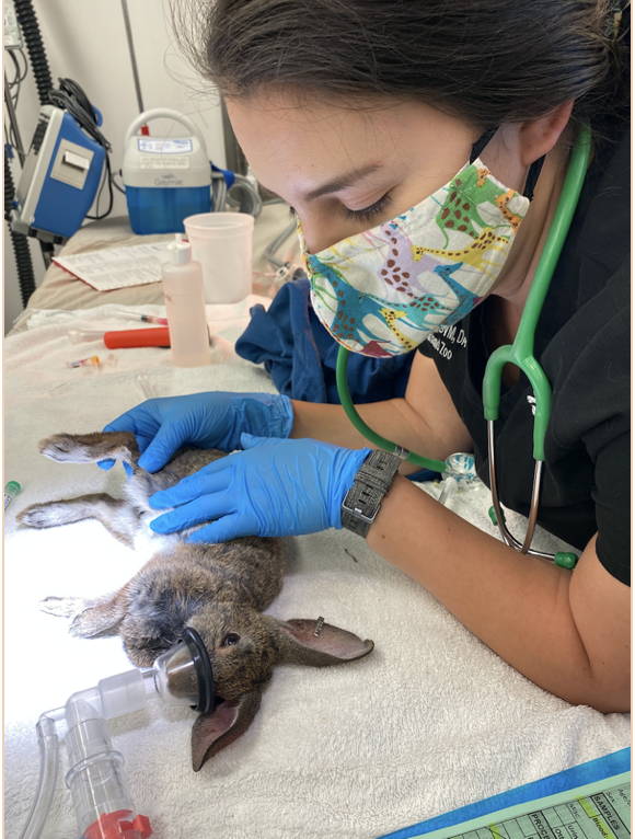 Oakland Zoo Joins Effort To Rescue Dwindling Wild Rabbit Species ...