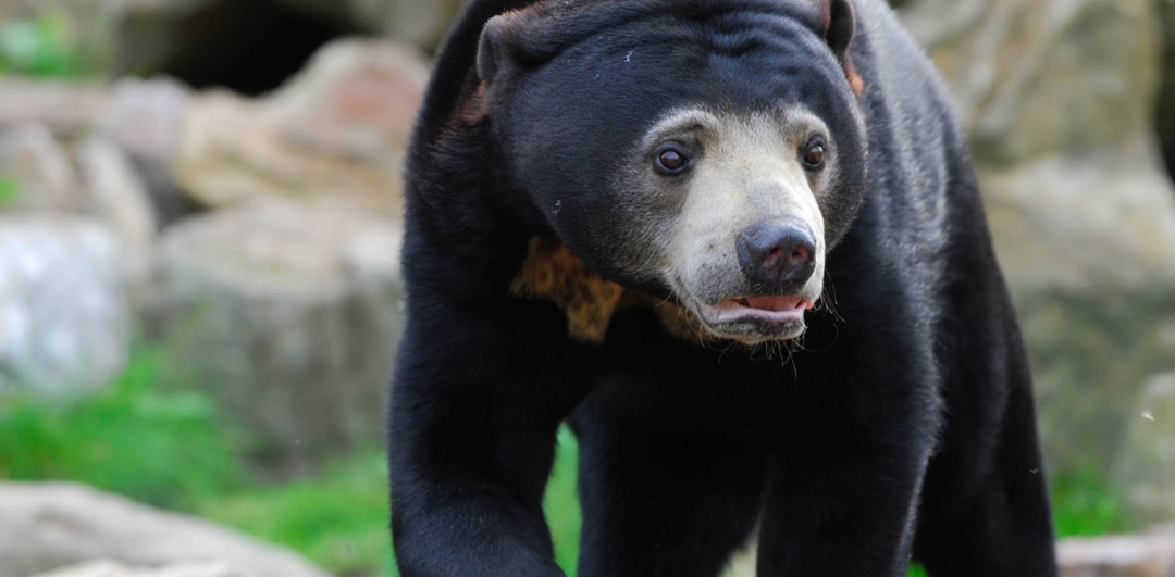 Oakland Zoo | Sun Bear