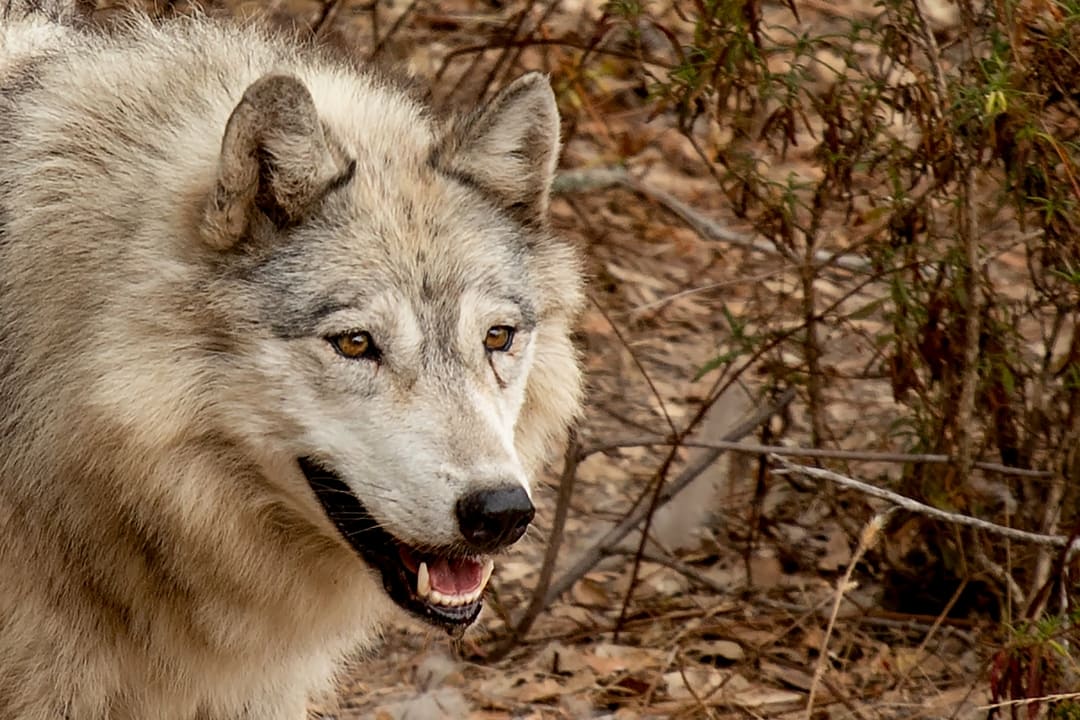 Oakland Zoo | Gray Wolf