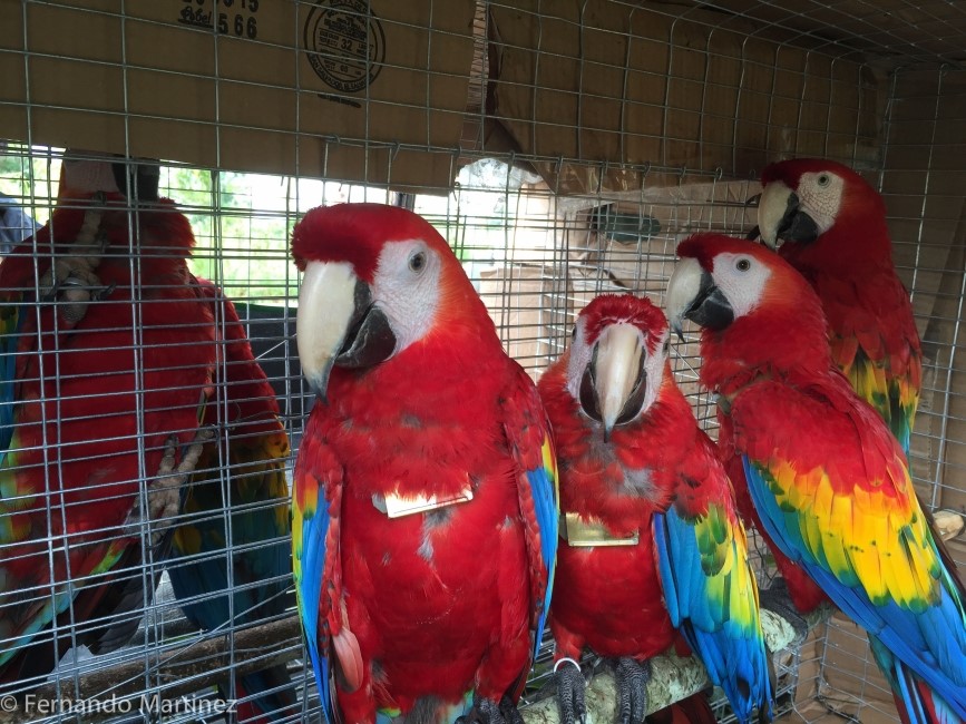 Illegal Wildlife Trade