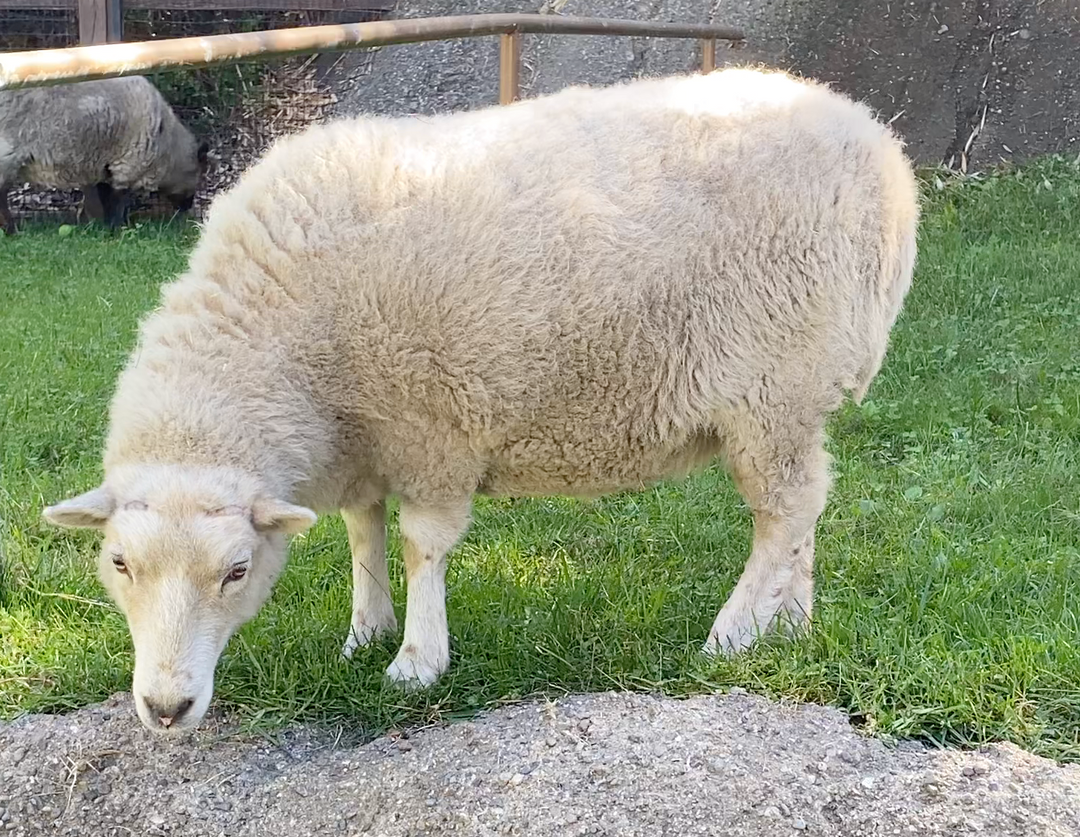 Oakland Zoo | Domestic Sheep