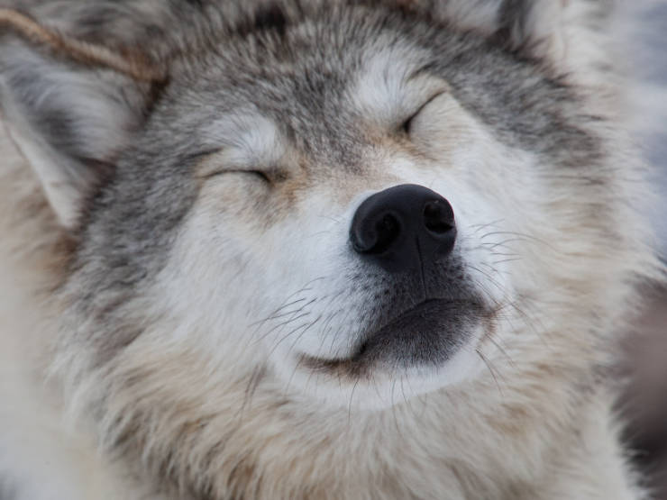 Conservation | Gray Wolves