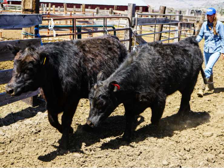 Conservation | Gray Wolves
