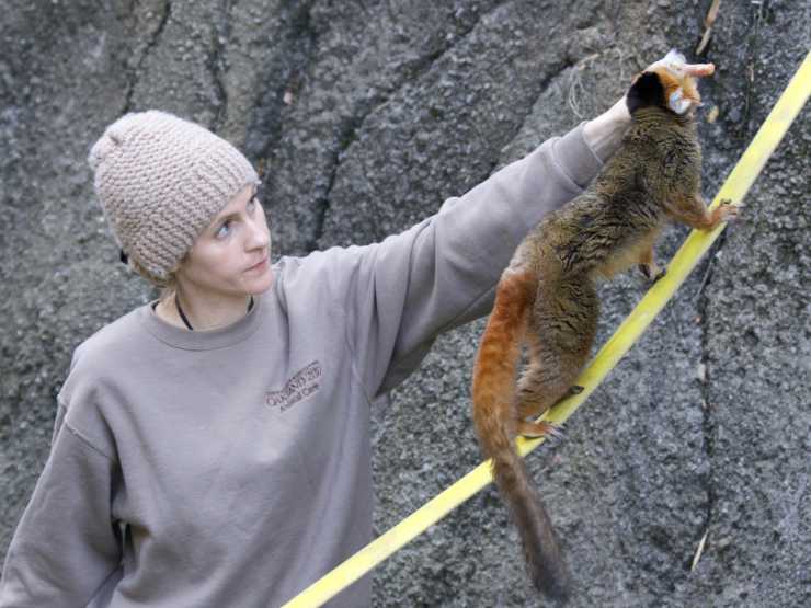 Conservation | Lemurs