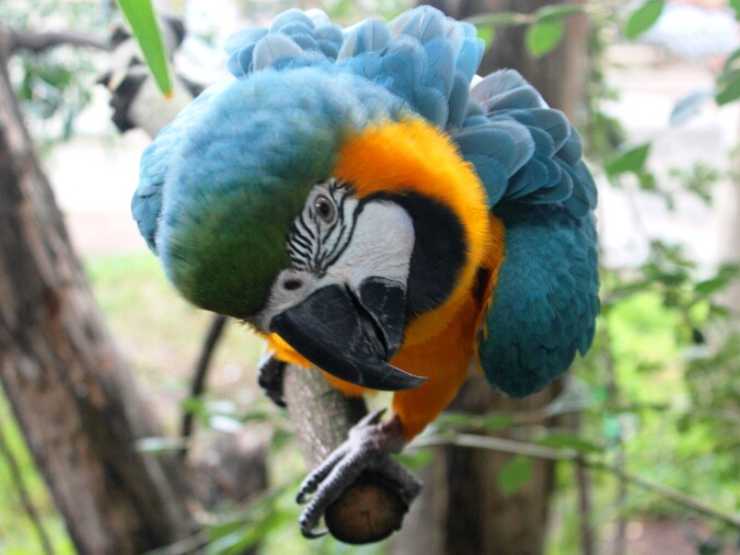Conservation | Macaws