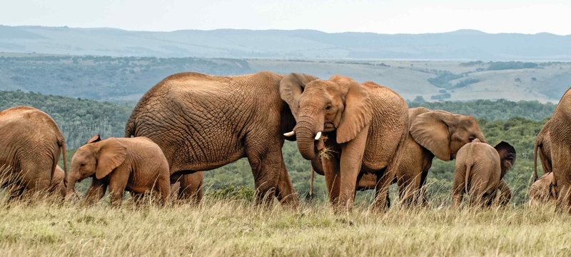 Global Conservation