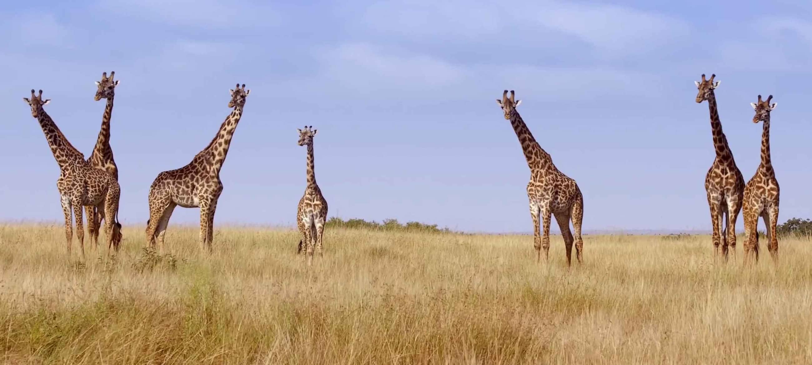 Global Conservation