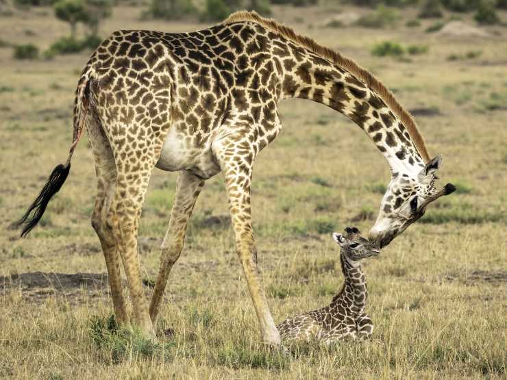 Conservation | Reticulated Giraffes