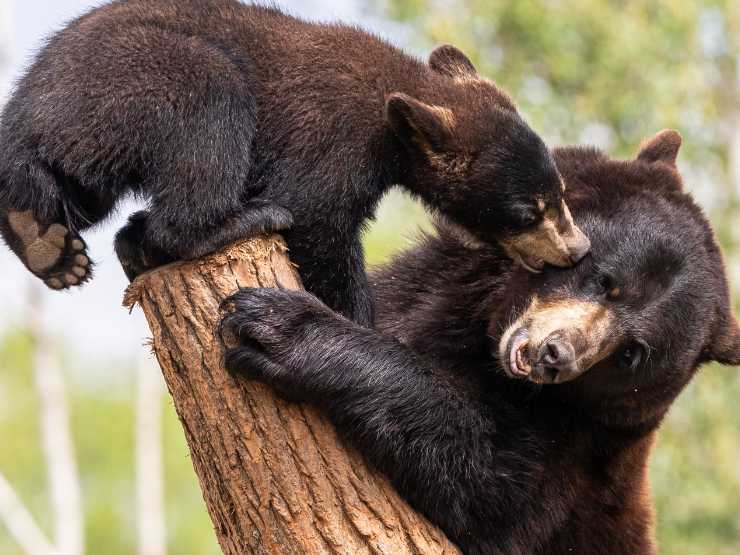 Conservation | Black Bears
