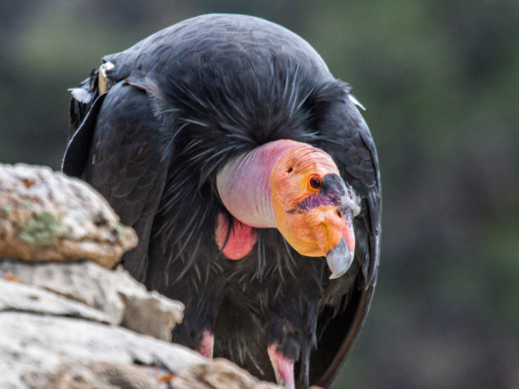 Conservation | CA Condors