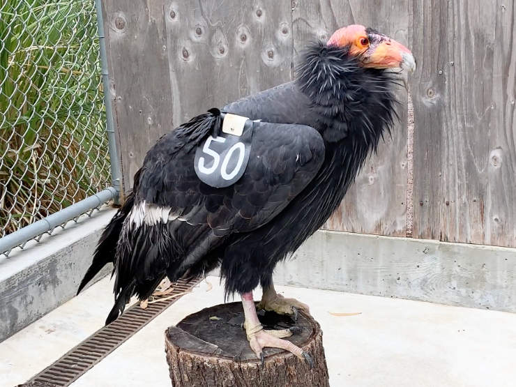 Conservation | California Condors