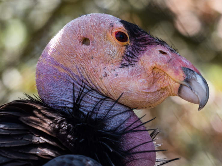 Conservation | California Condors