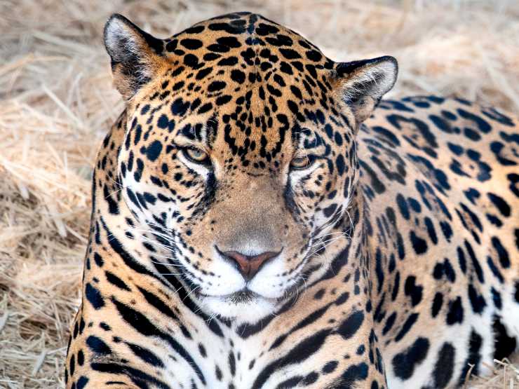 Conservation | Jaguars