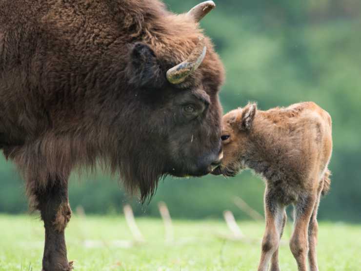 Conservation | American Bison