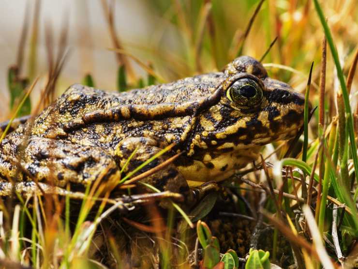 Conservation | Native Yellow-Legged Frogs