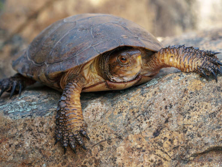 Conservation | Western Pond Turtles