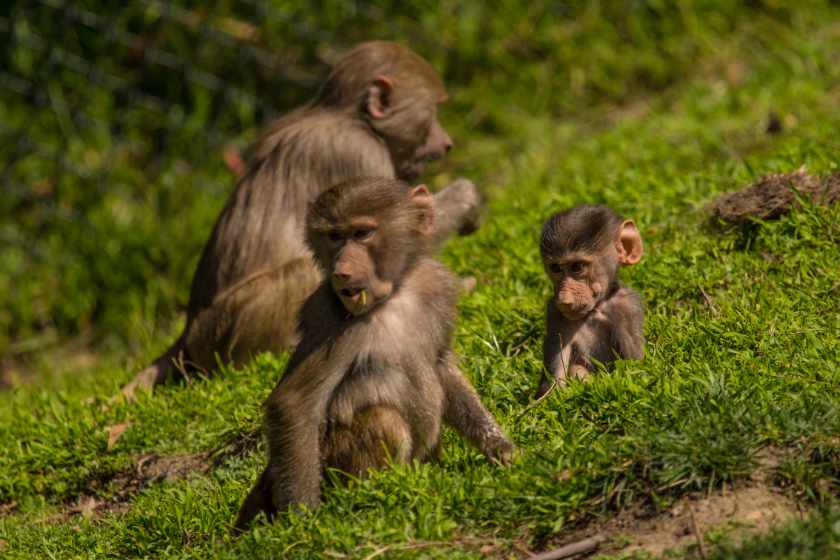 Oakland Zoo | History