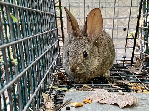 Conservation | Riparian Brush Rabbits
