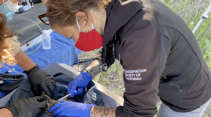 Conservation | Riparian Brush Rabbits