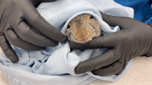 Conservation | Riparian Brush Rabbits