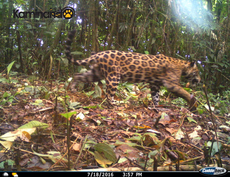 Conservation | Jaguars