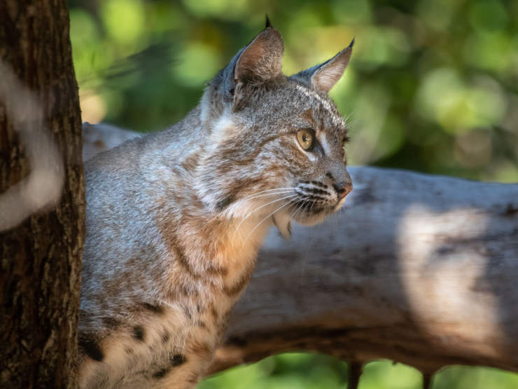 Conservation | Urban Wildlife Study