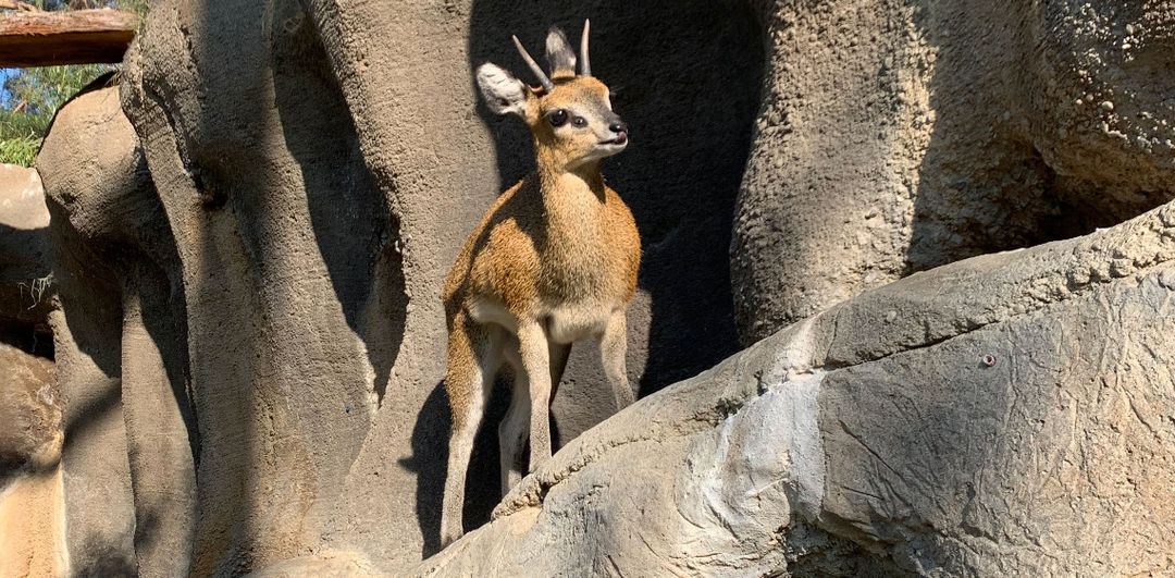 Oakland Zoo | Klipspringer