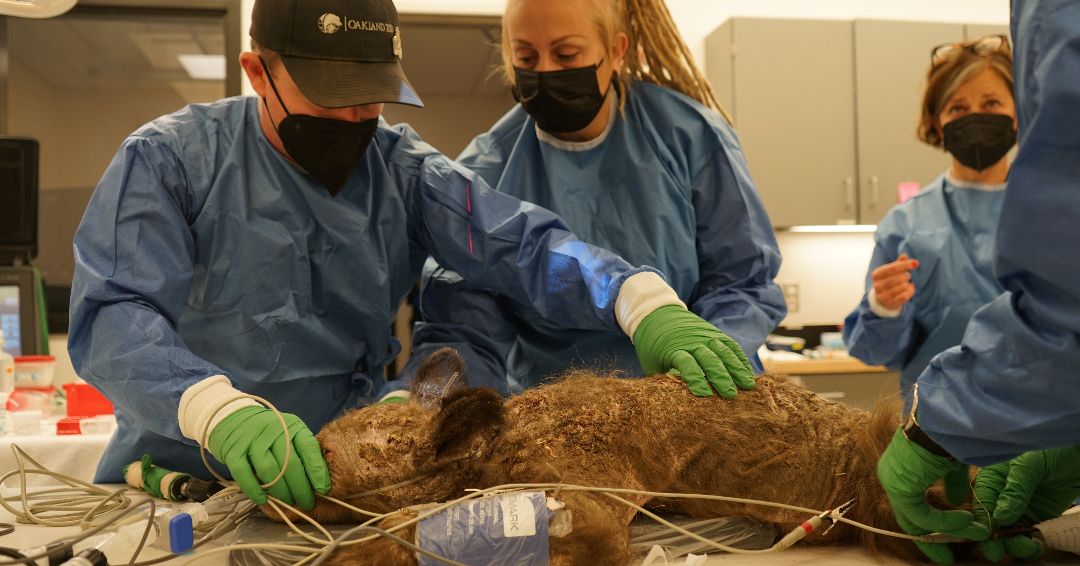 Oakland Zoo Receives Sickly, Orphaned Bear Cub from South Lake Tahoe ...