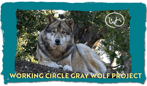 Conservation | Quarters for Conservation