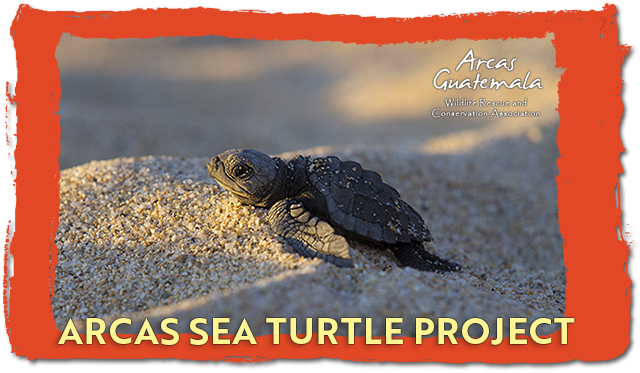 Conservation | Quarters for Conservation